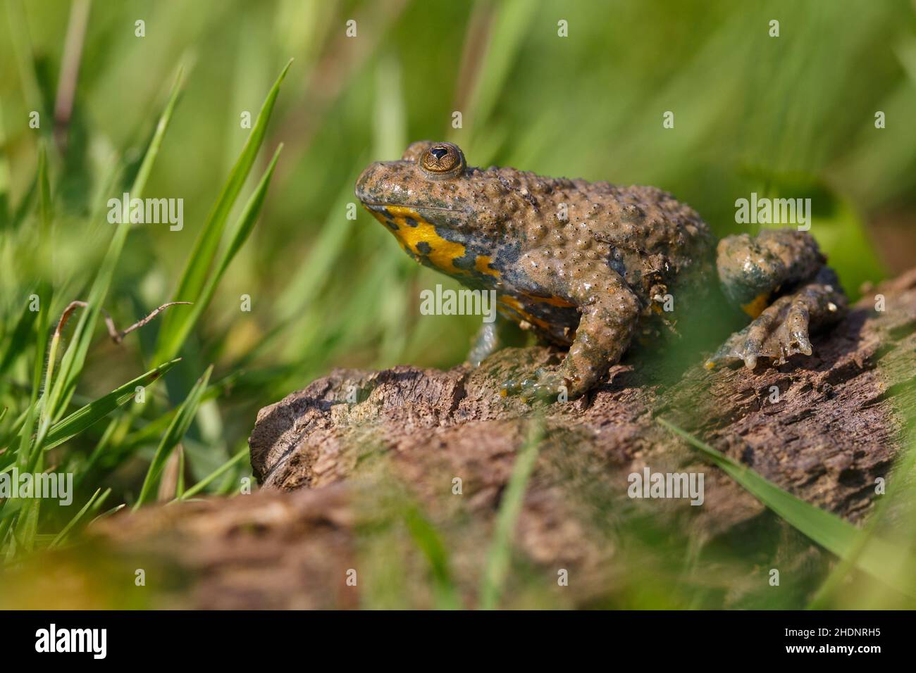 yellow bellied toad Stock Photo - Alamy