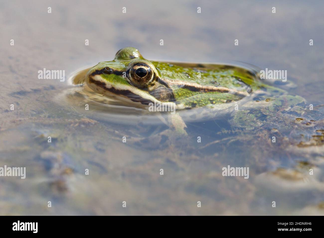 edible frog, edible frogs Stock Photo - Alamy