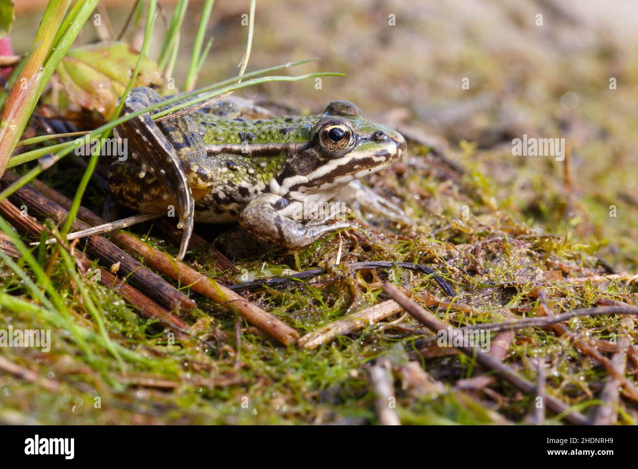 Days frog hi-res stock photography and images - Alamy