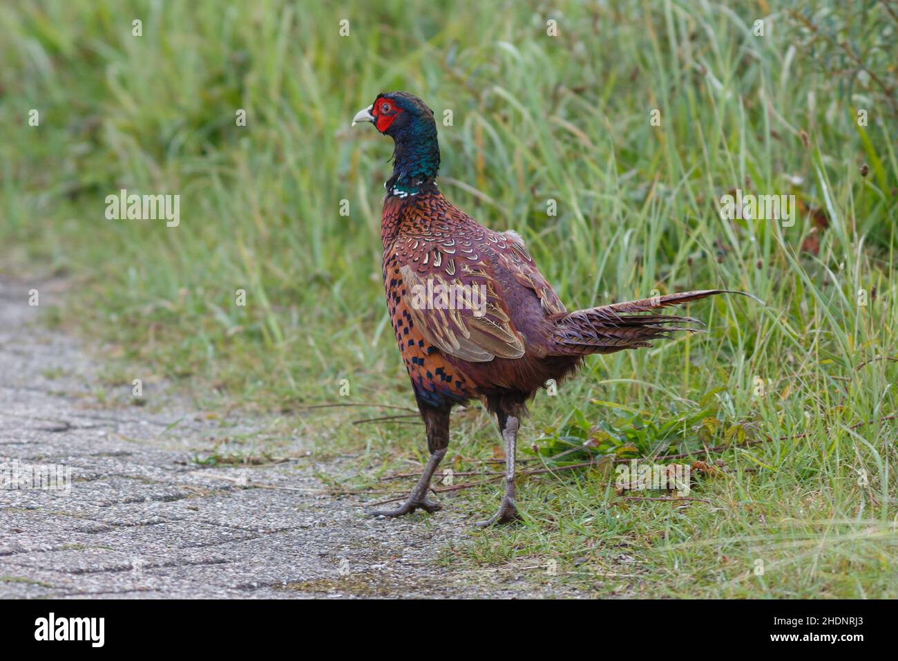 common pheasant, pheasants Stock Photo - Alamy