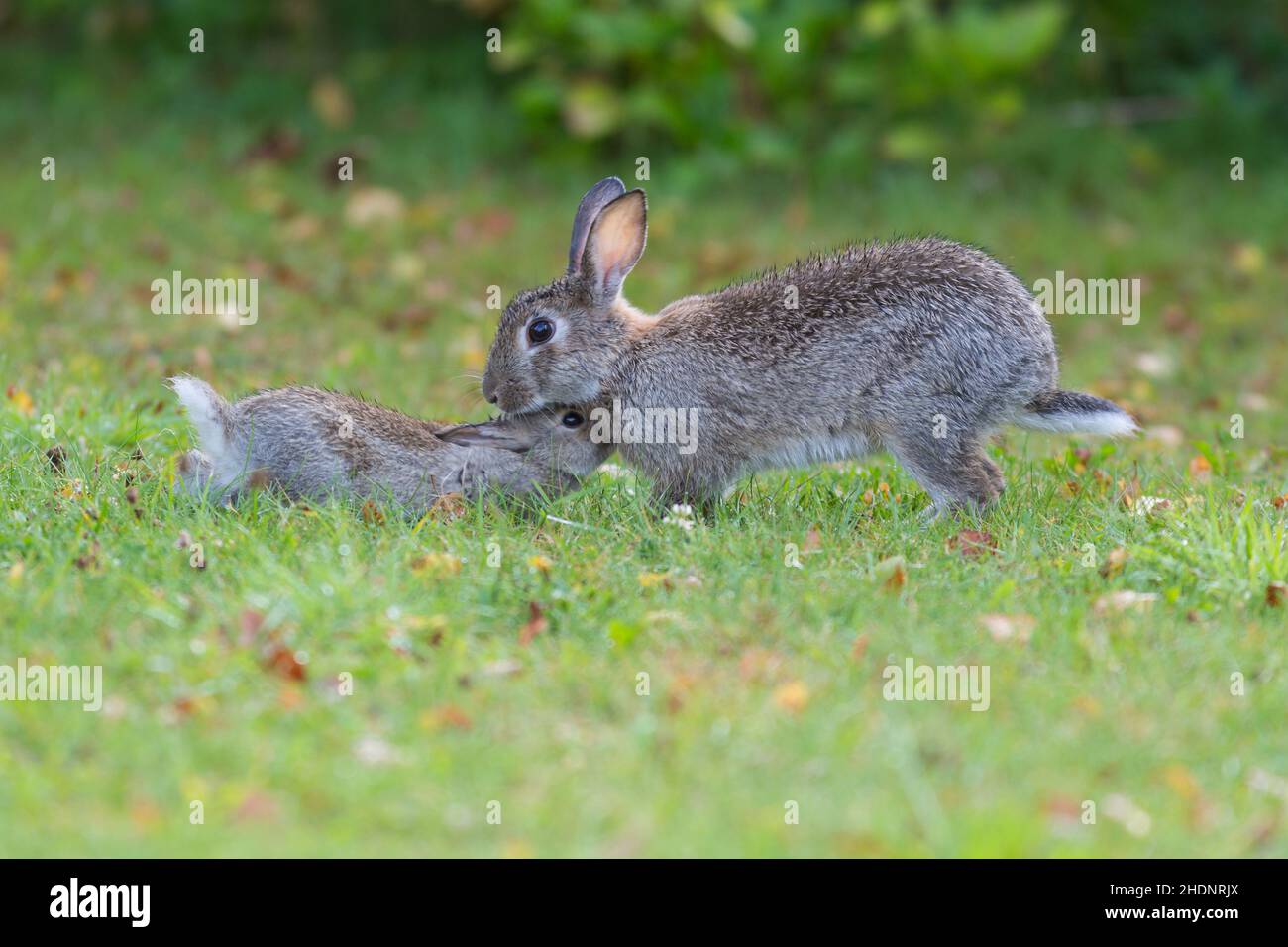 Mother rabbit two young rabbits hi-res stock photography and images - Alamy