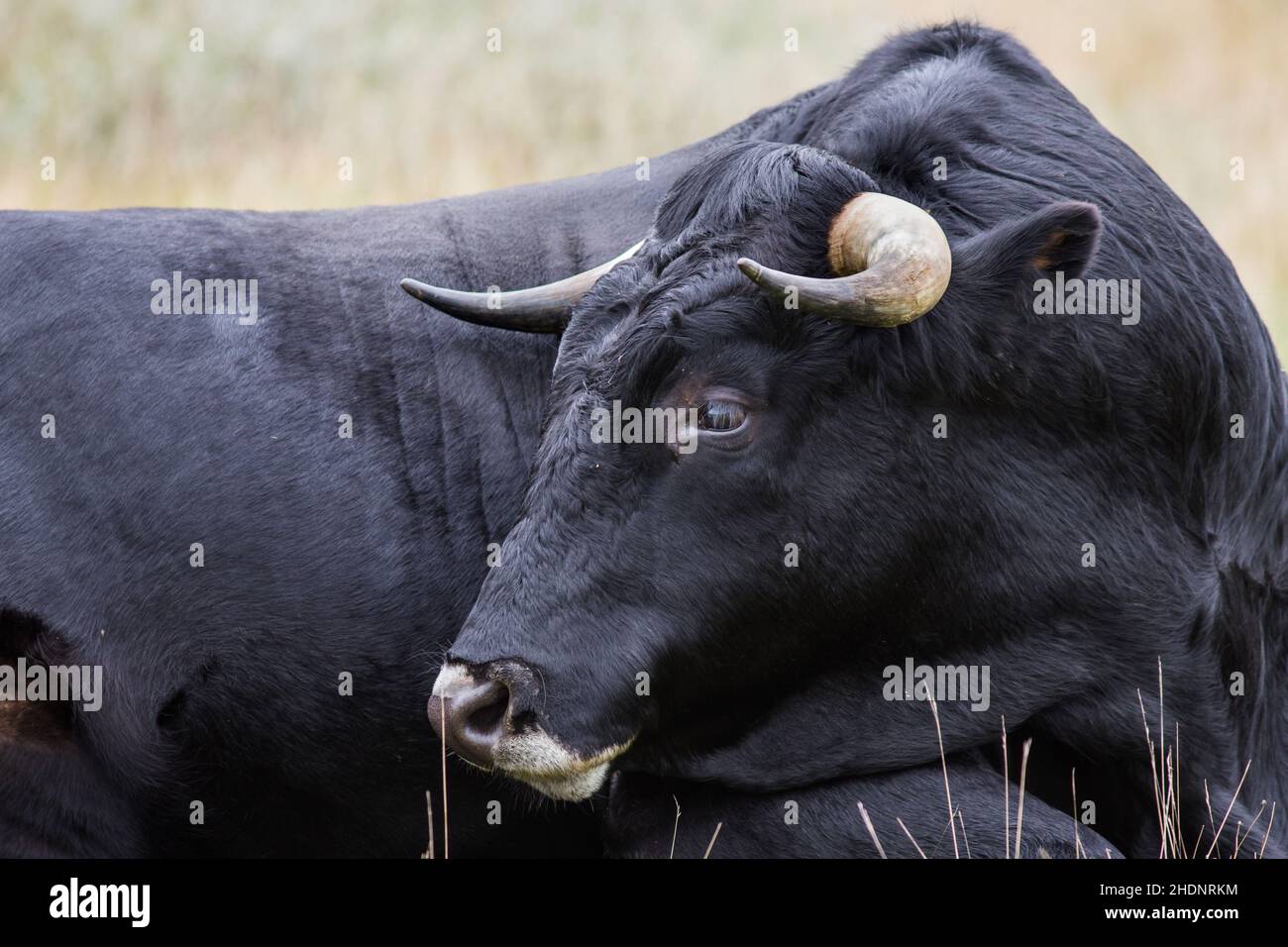 bull, cattle, bulls, cattles, livestock Stock Photo - Alamy