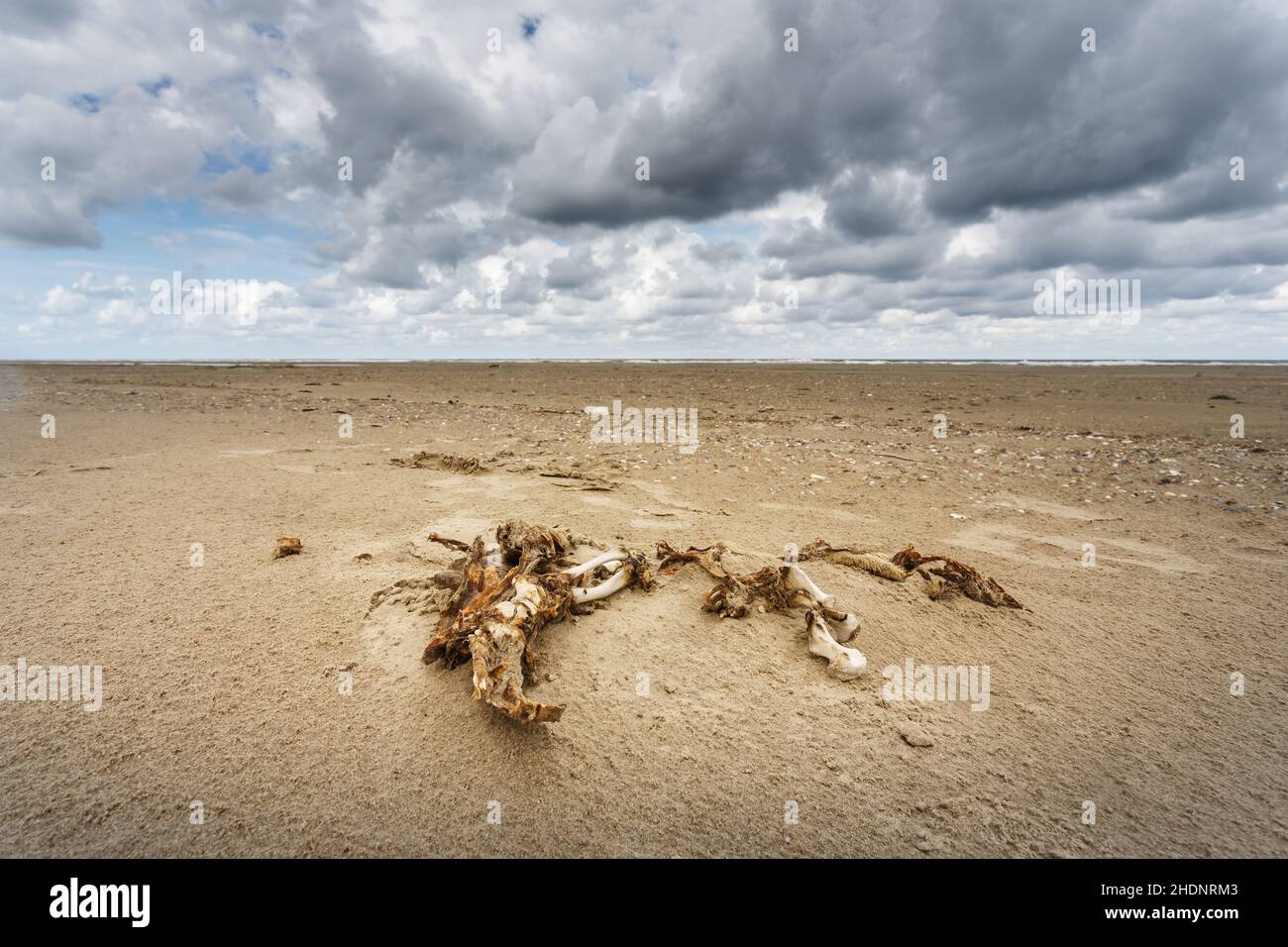 skeleton, cadaver, skeletons Stock Photo - Alamy