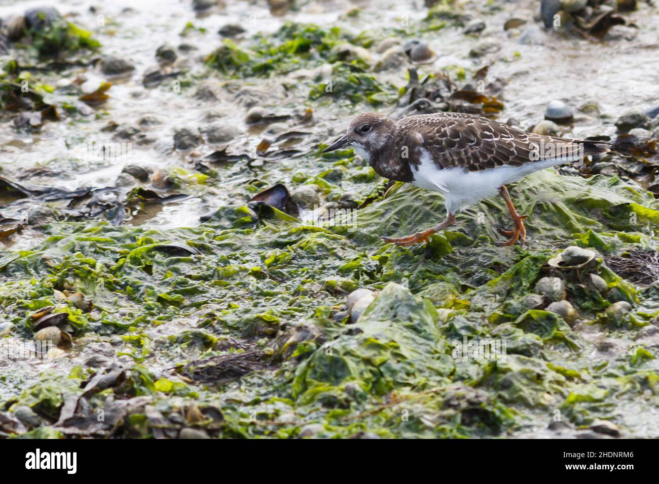 bird, Ruddy turnstone, birds Stock Photo - Alamy