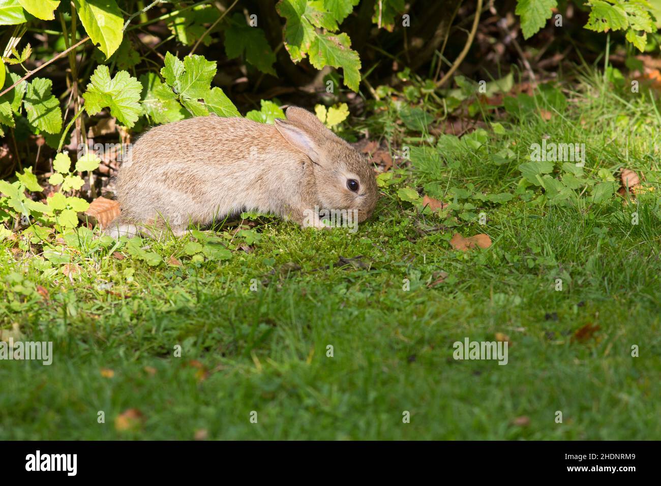 rabbit, hare, rabbits Stock Photo - Alamy