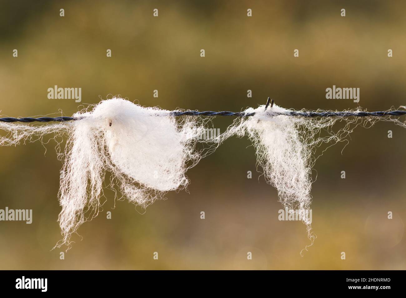 sheep wool, razor wire, sheep wools, razor wires Stock Photo - Alamy