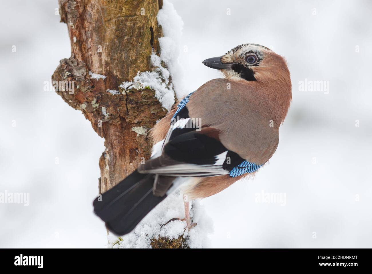 Blue jay back view hi-res stock photography and images - Alamy