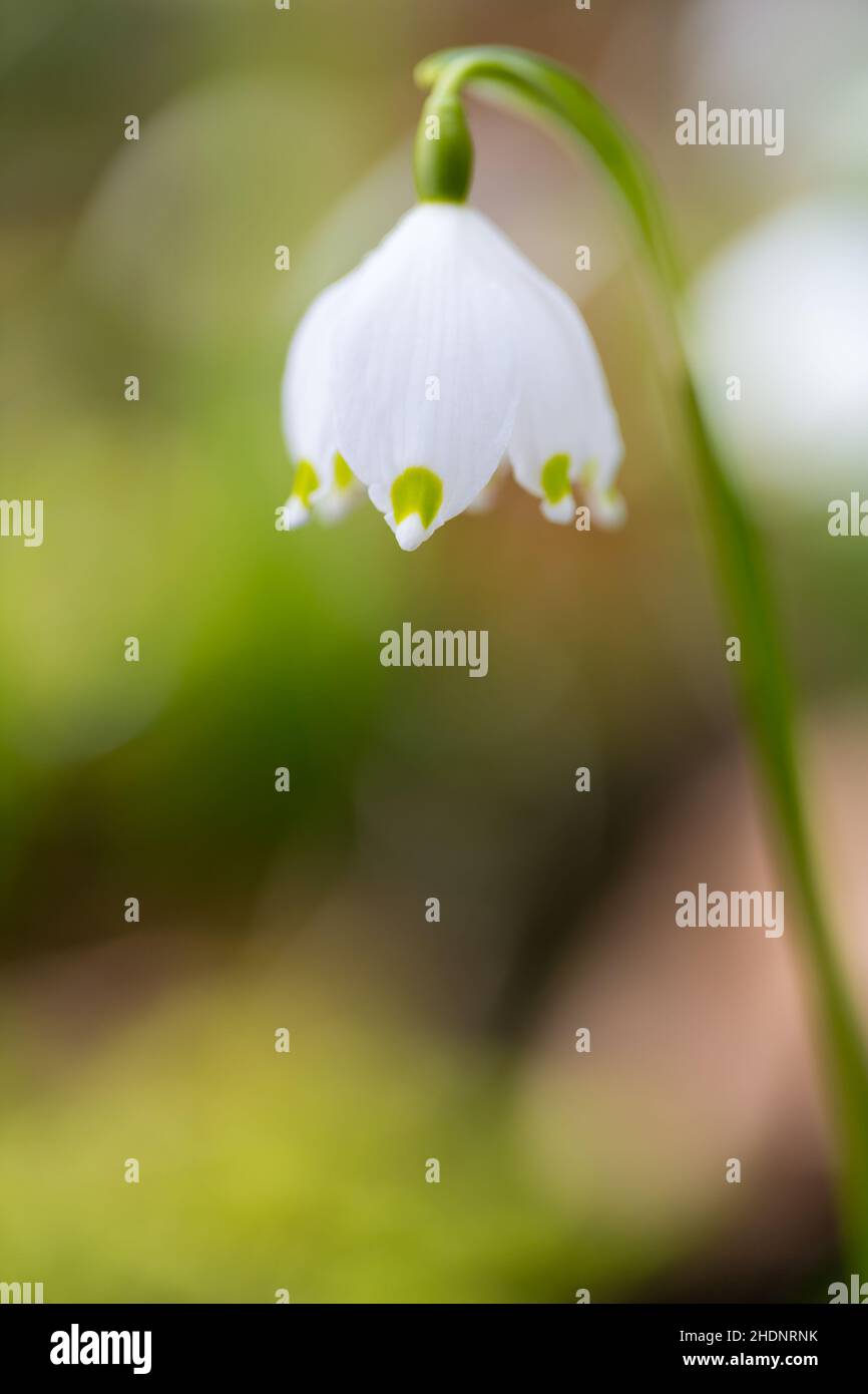 leucojum vernum, leucojum vernums Stock Photo - Alamy