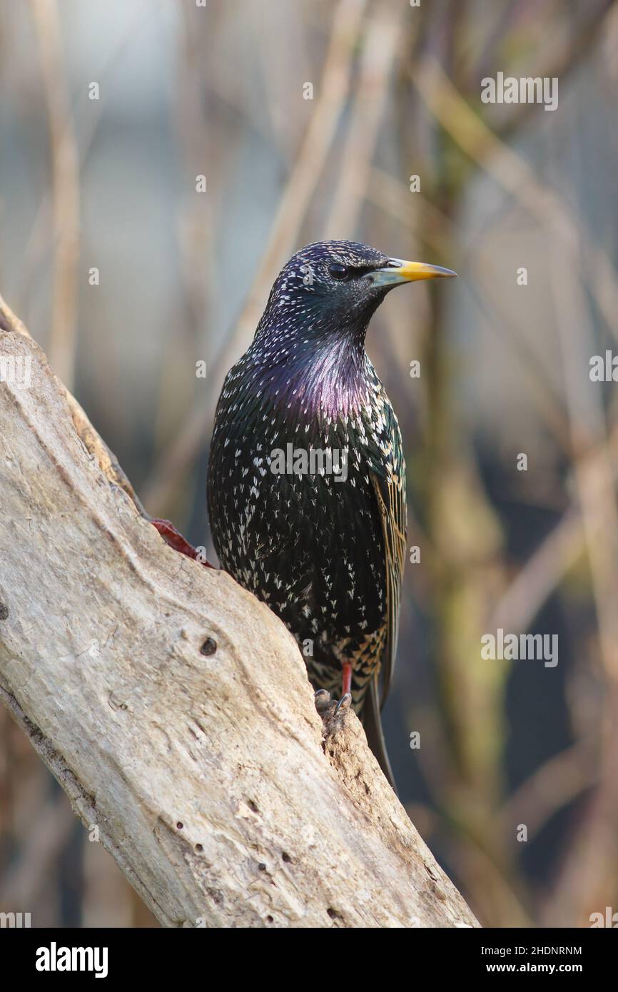 bird, star, birds, stars Stock Photo - Alamy