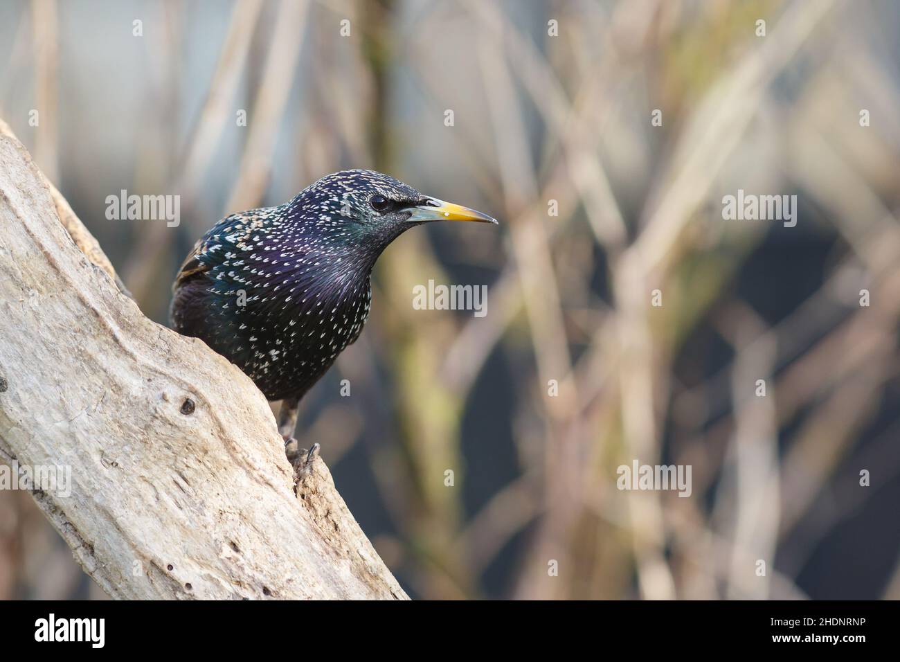Stars animal hi-res stock photography and images - Alamy