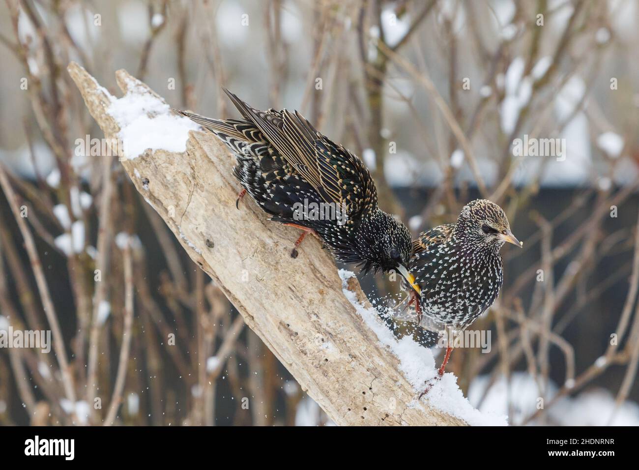 Winter plumages hi-res stock photography and images - Alamy