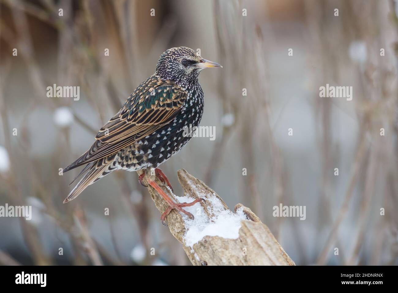 Winter plumages hi-res stock photography and images - Alamy