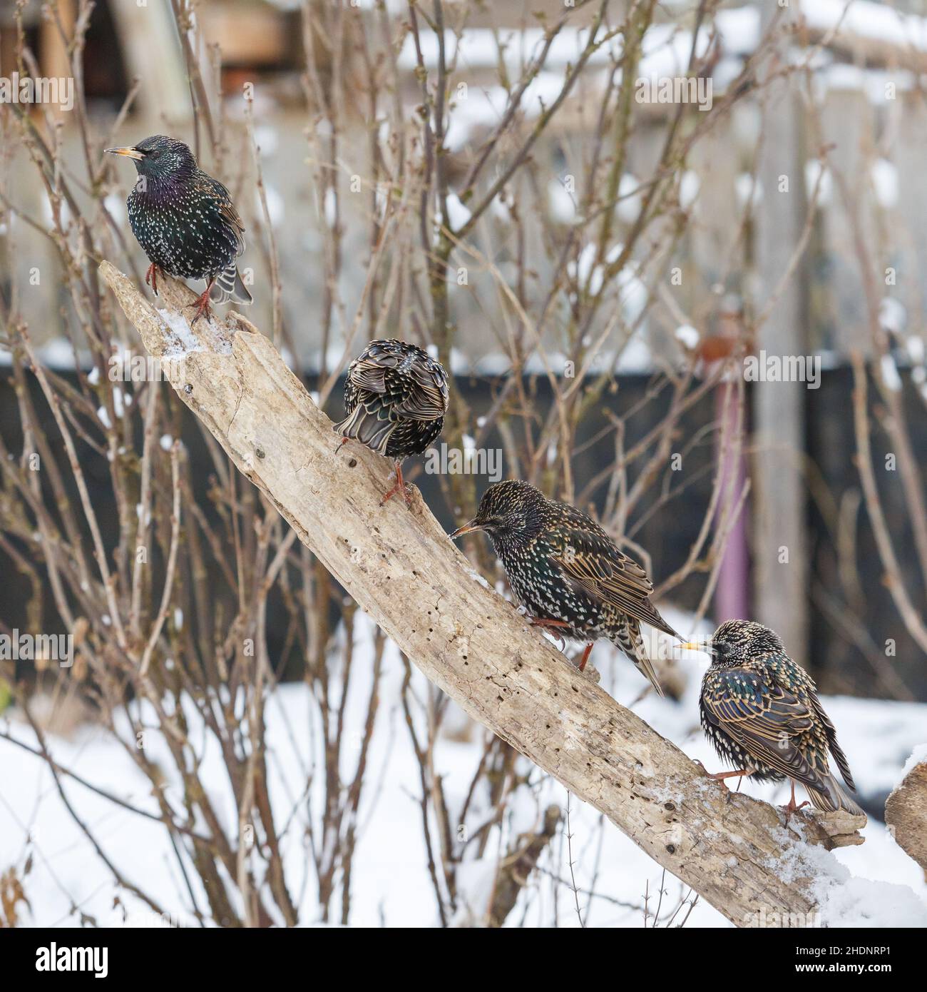 Stars in a line hi-res stock photography and images - Alamy