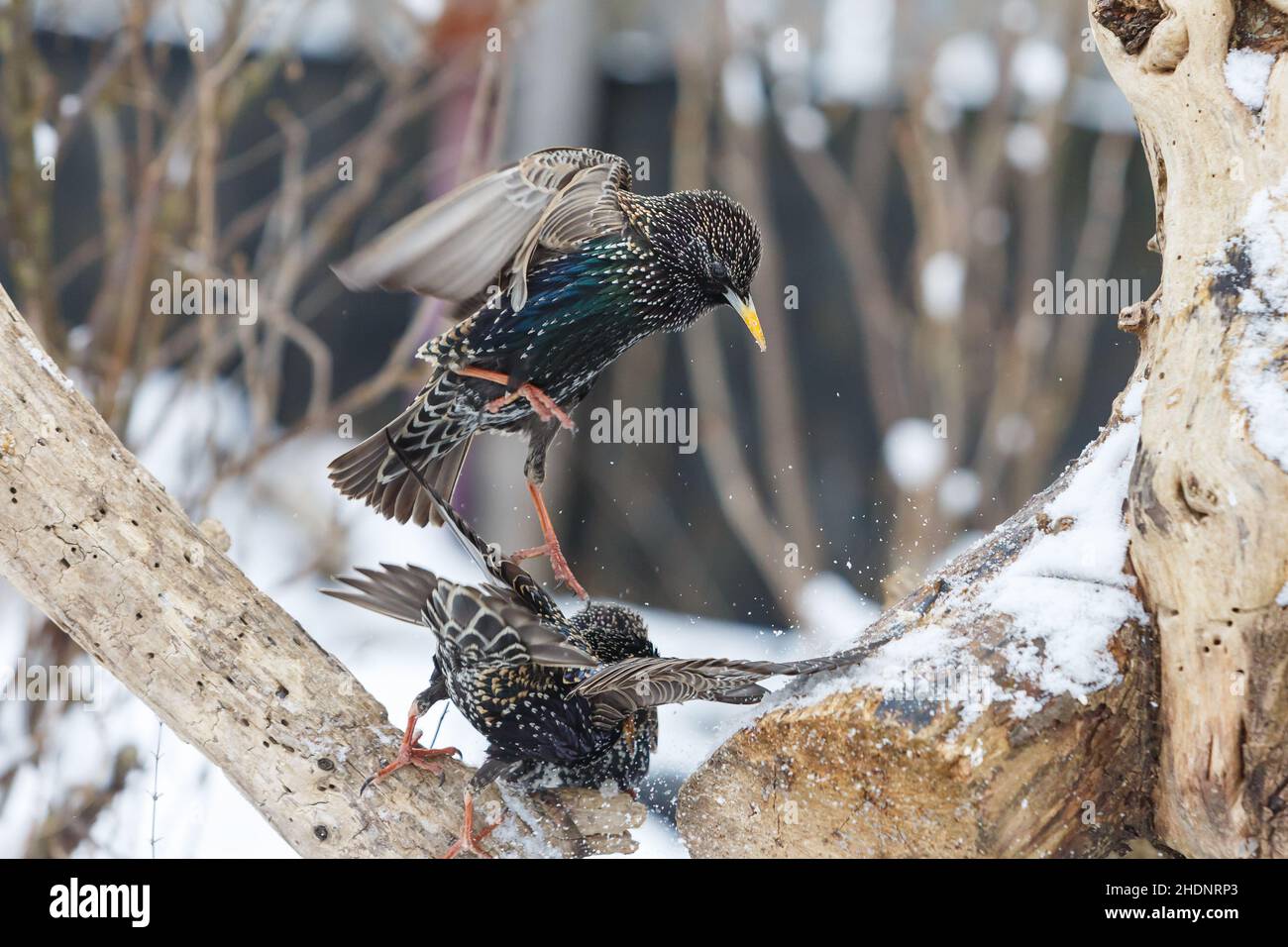 Male Animals Fighting High Resolution Stock Photography and Images - Alamy