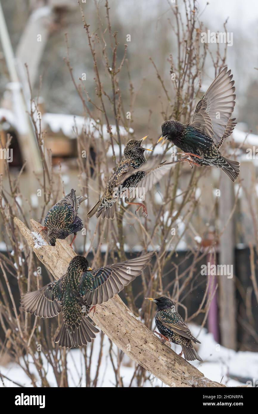 Male animals fighting hi-res stock photography and images - Alamy