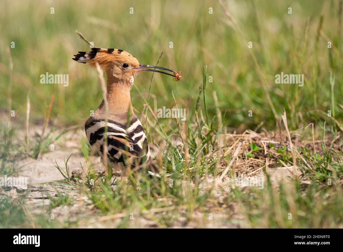 food, hoopoe, foods, hoopoes Stock Photo - Alamy