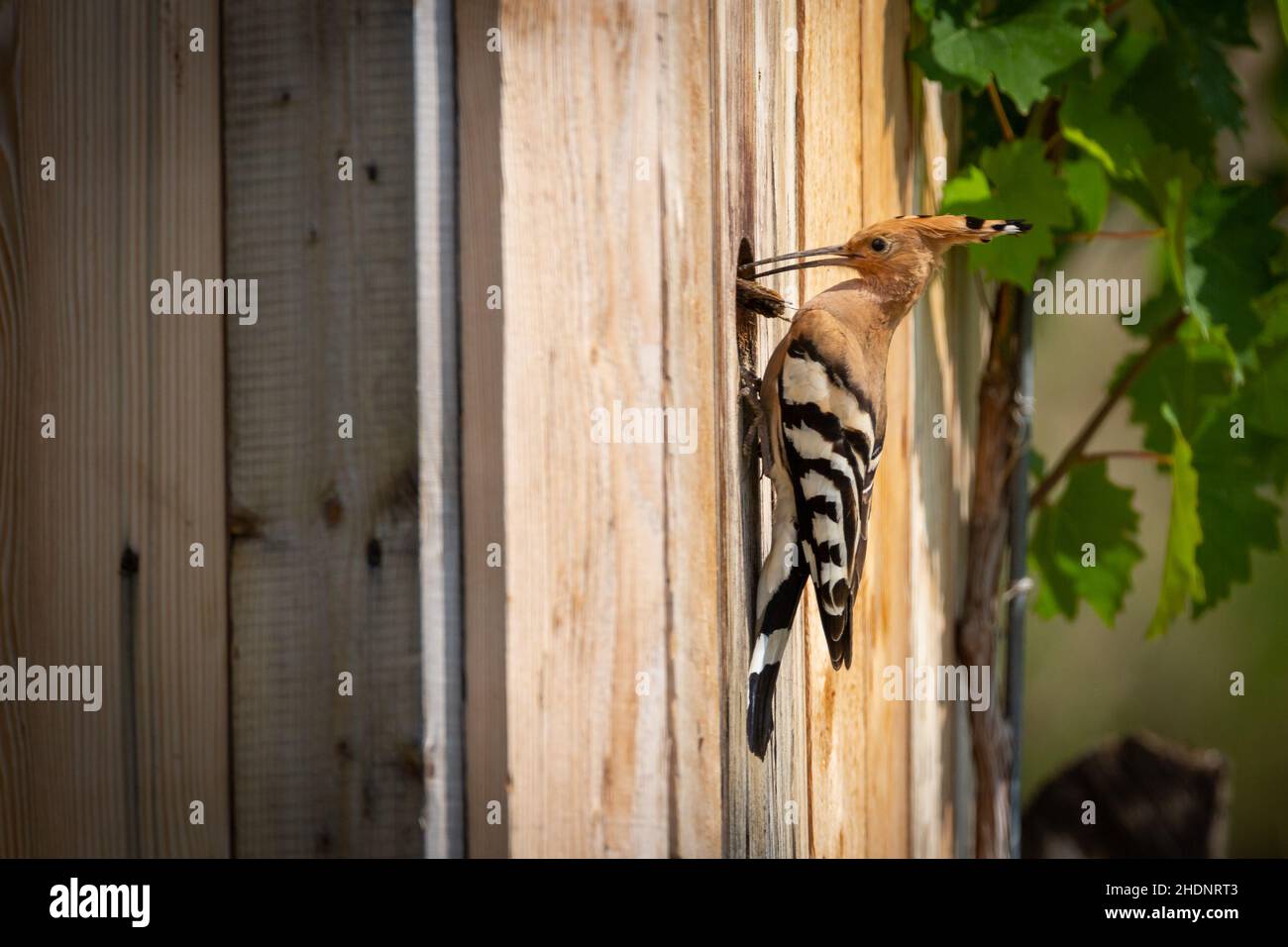 nesting box, hoopoe, nesting boxs, hoopoes Stock Photo - Alamy