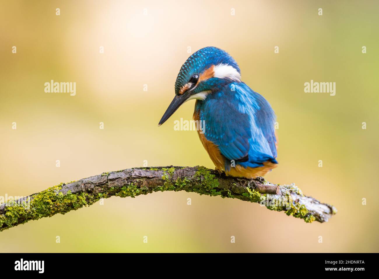 kingfisher, colorful, kingfishers, colorfuls, colourful Stock Photo - Alamy