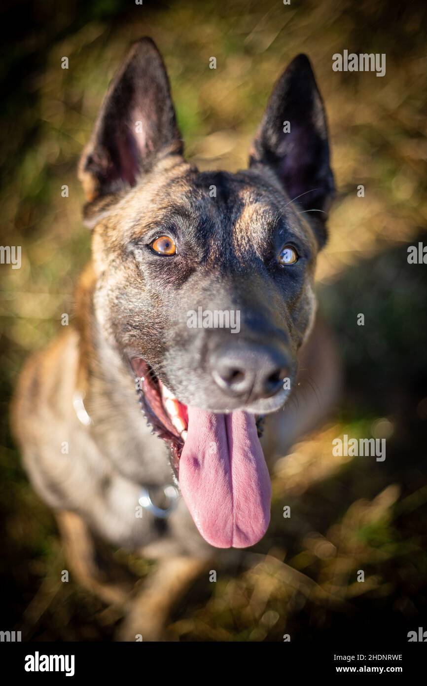 Sheepdog panting hi-res stock photography and images - Alamy