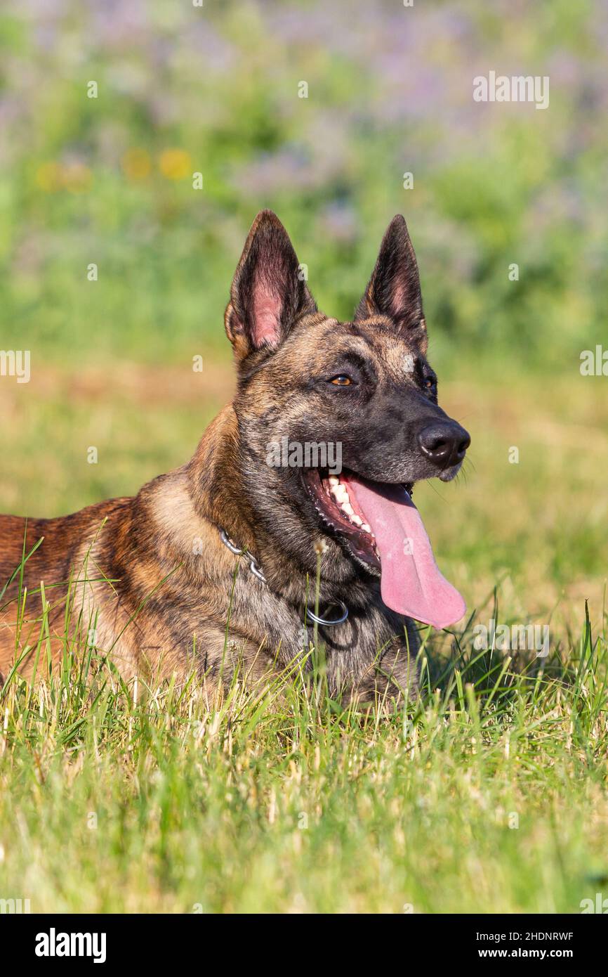 animal portrait, sheepdog, animal portraits, sheepdogs Stock Photo - Alamy