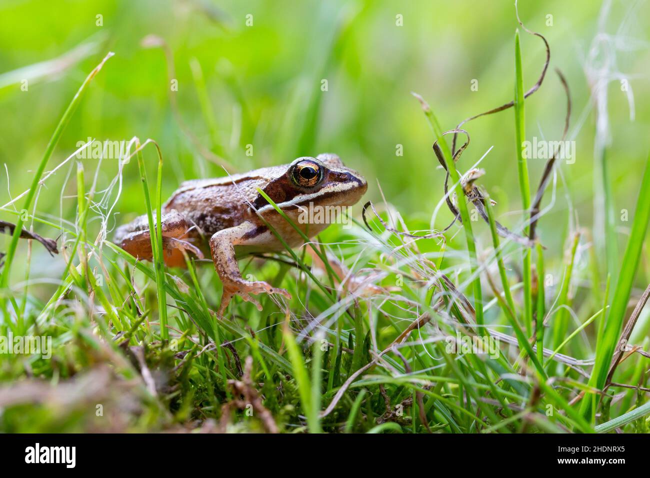 common frog, common frogs Stock Photo - Alamy