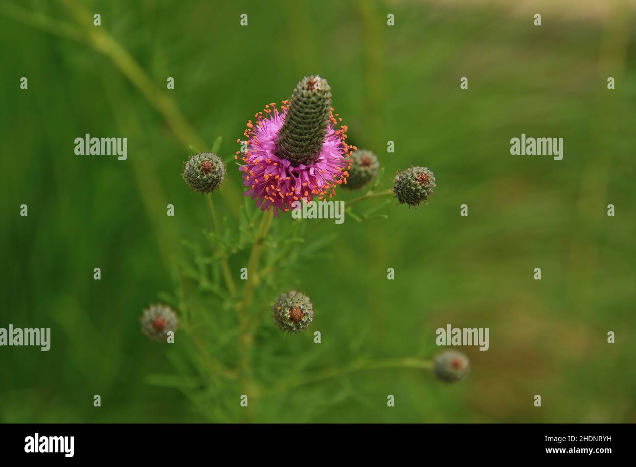 Purple prairie clover taken in the summer at the St. Croix Falls ...