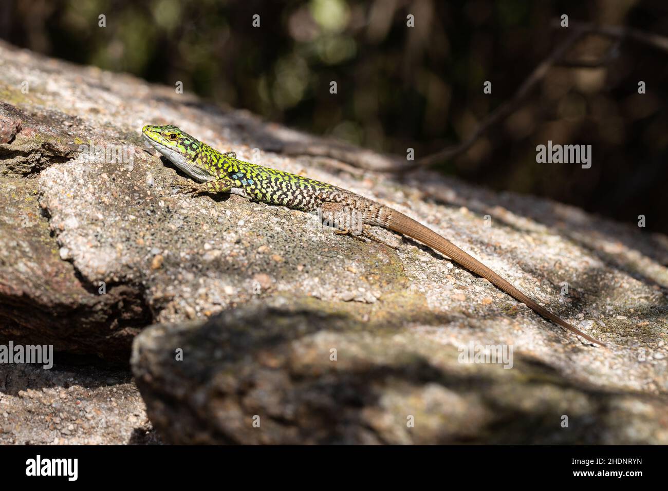 Tyrrhenian wall lizard Stock Photo - Alamy