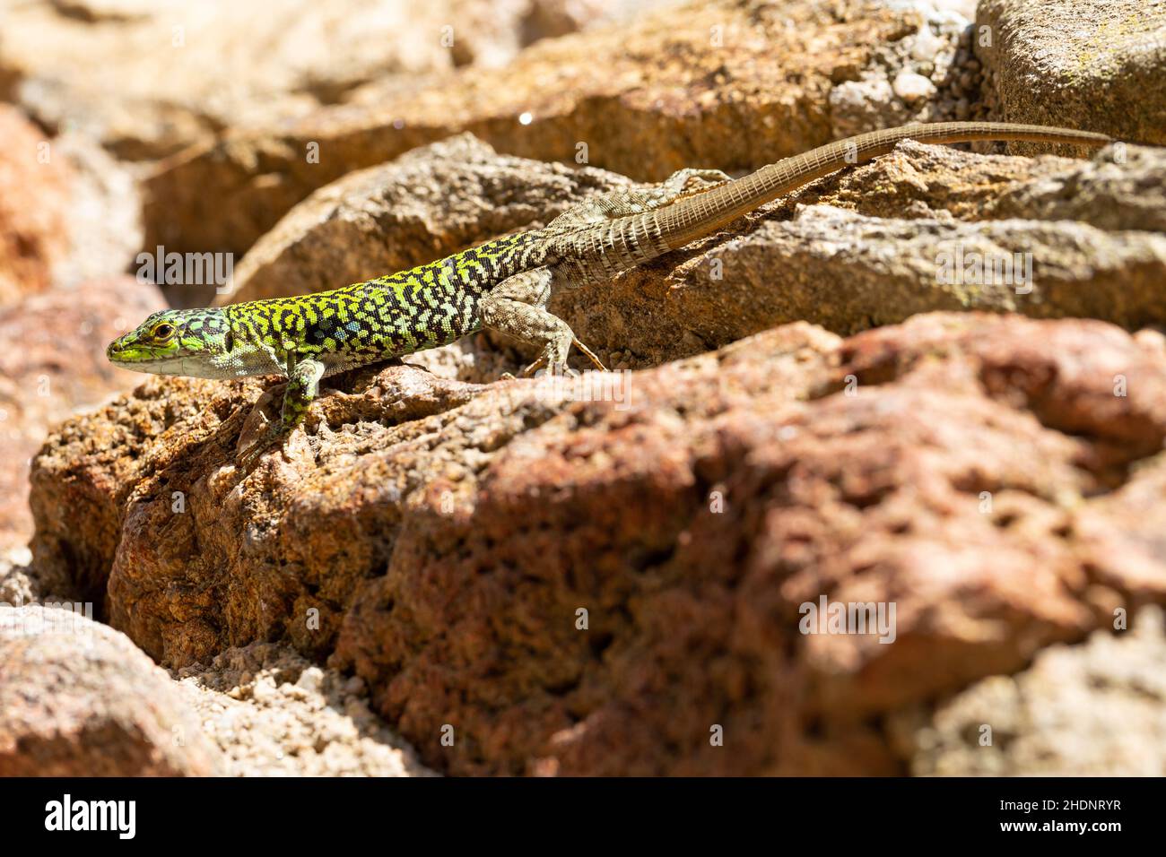 Tyrrhenian wall lizard Stock Photo - Alamy