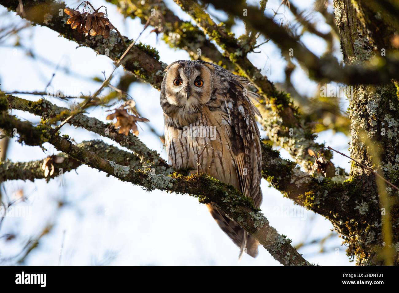 long-eared owl, long-eared owls Stock Photo - Alamy