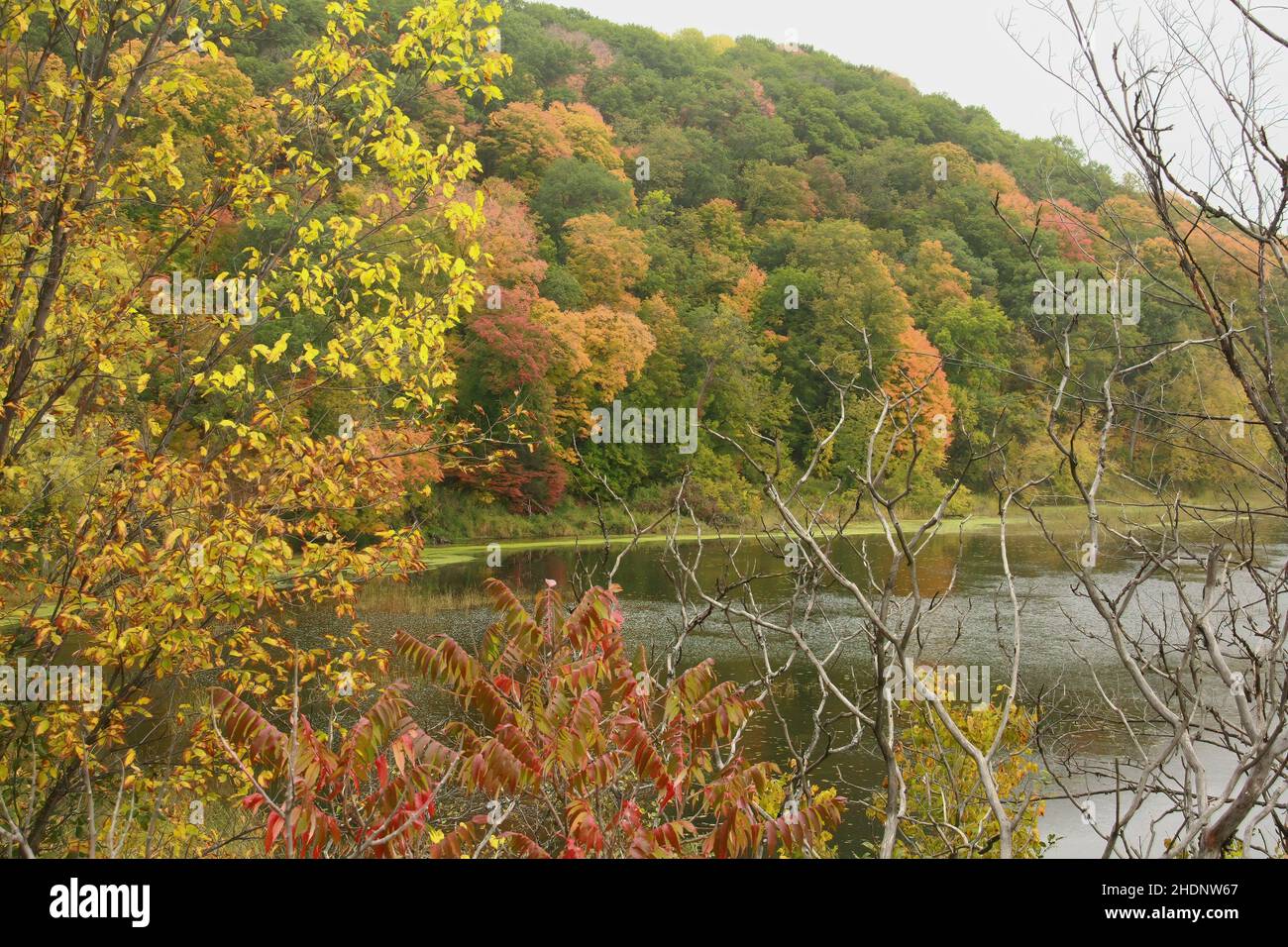 Fall colors along backwater of the St. Croix River at Osceola, WI USA ...