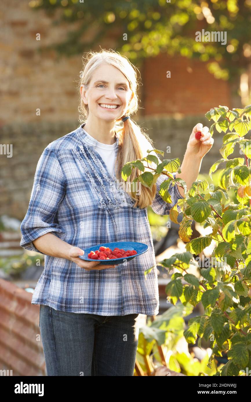 Woman gardener raspberries hi-res stock photography and images - Alamy