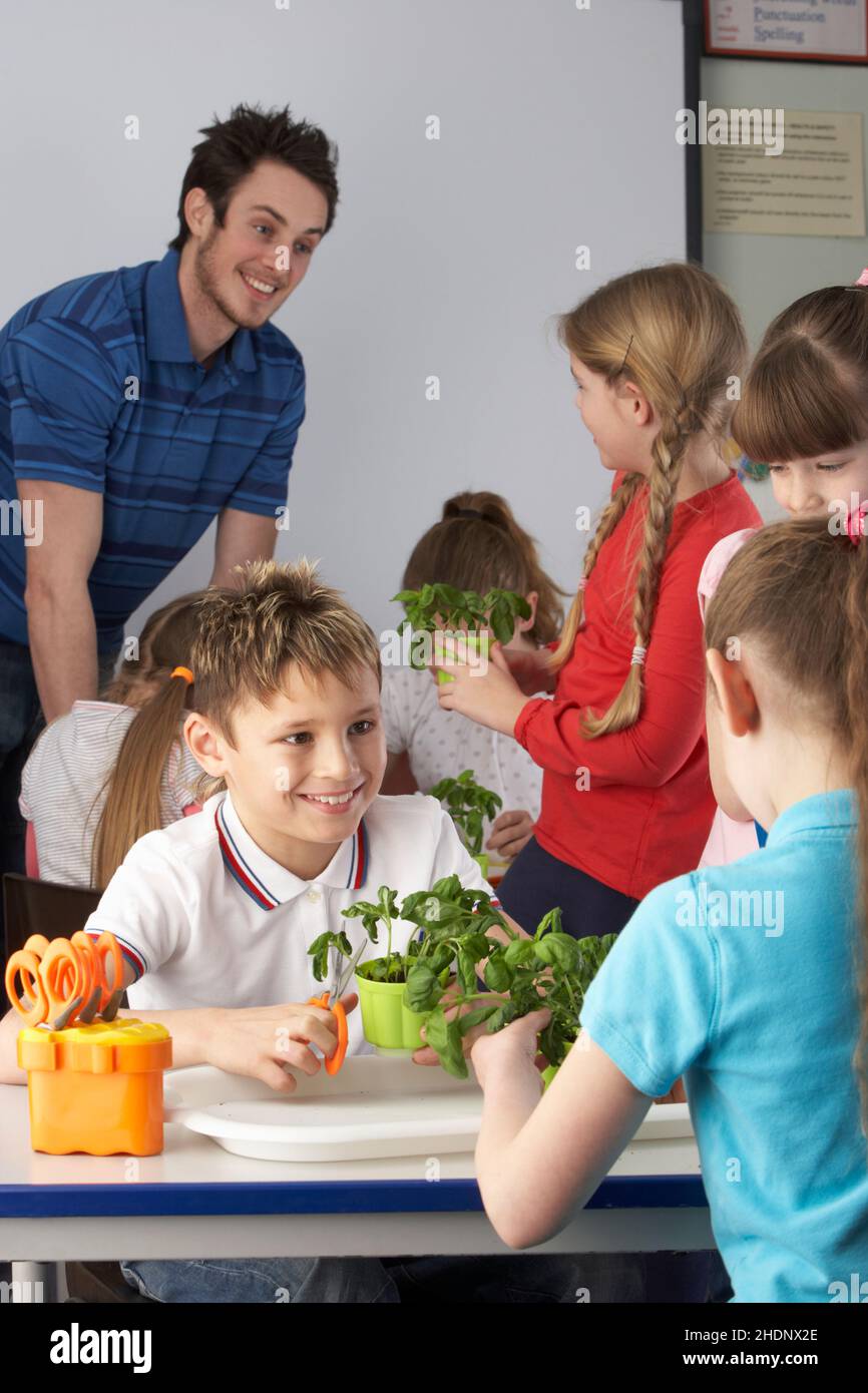 school, pupils, elementary school, biology lesson, schools, school ...