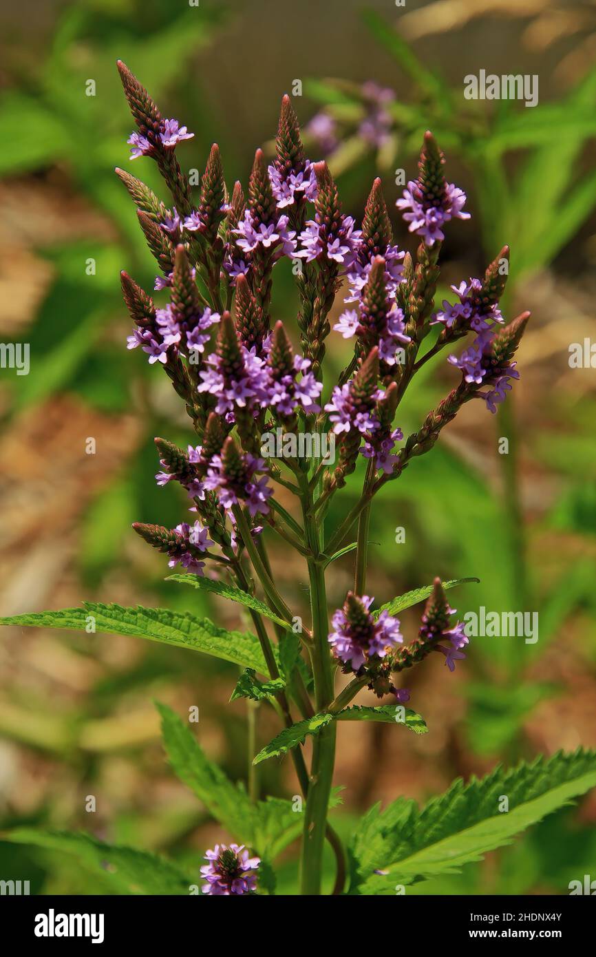 Blue vervain hi-res stock photography and images - Alamy