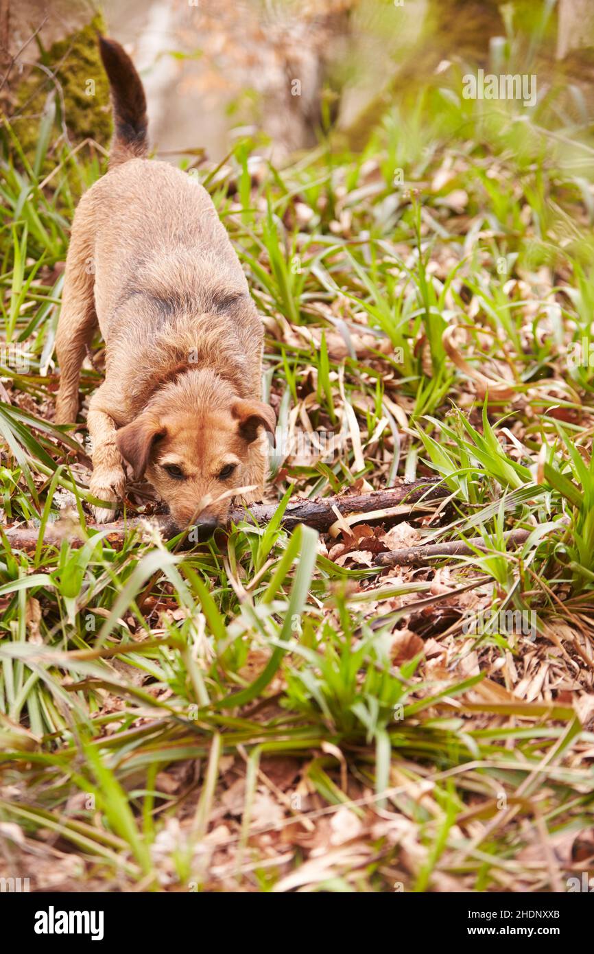 dog, retrieving, walk, dogs, walks Stock Photo - Alamy