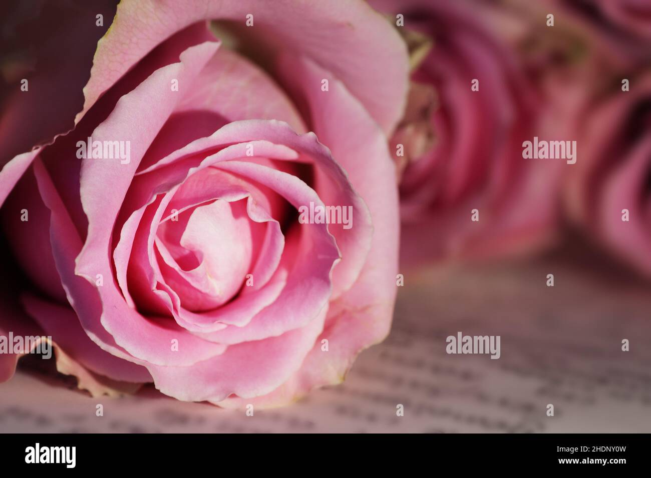 love, rose, love letter, loves, roses, love letters Stock Photo - Alamy