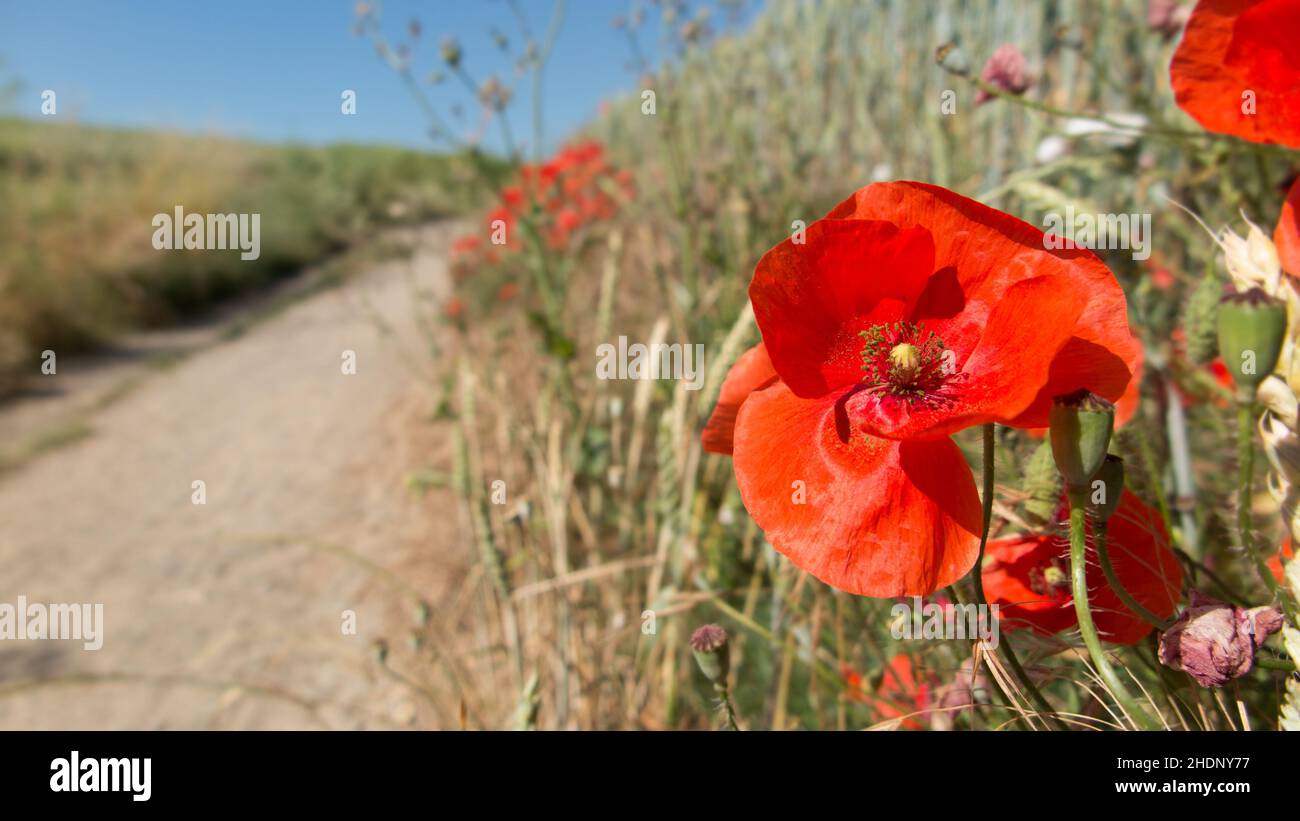 field, poppies, fields, poppy Stock Photo - Alamy