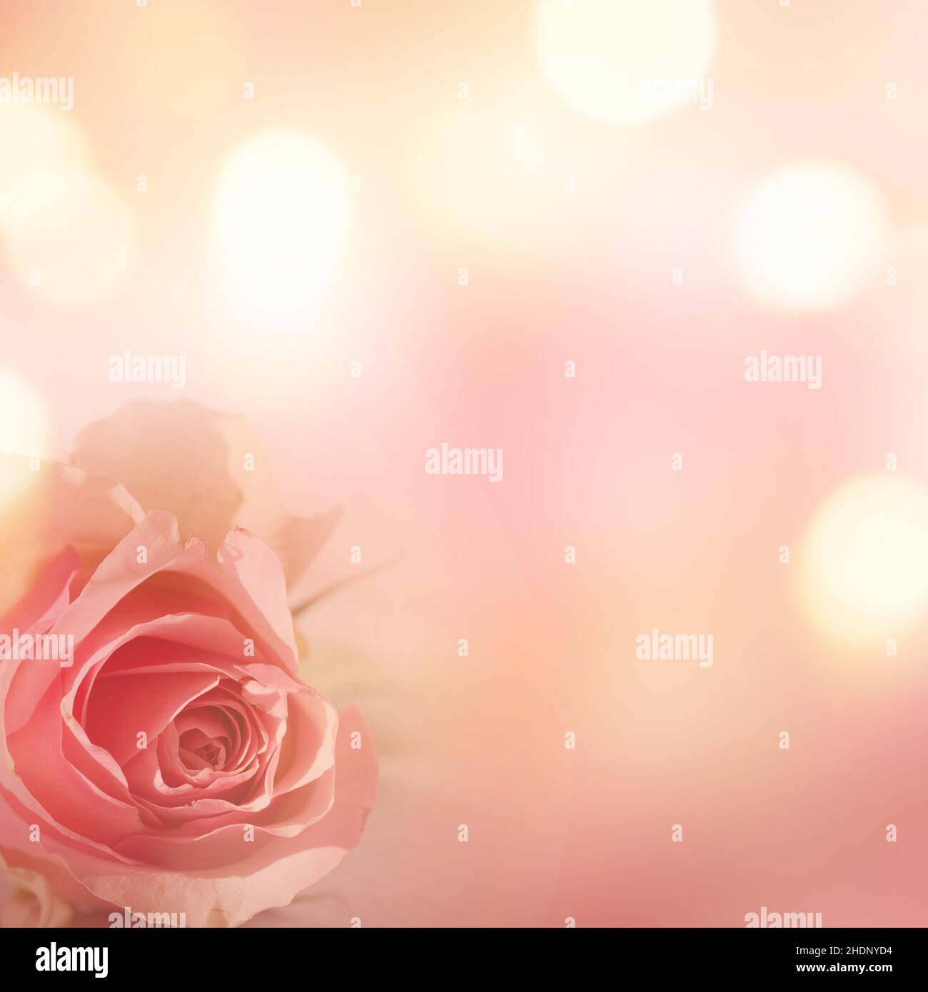 Pastel pink roses in hi-res stock photography and images - Alamy