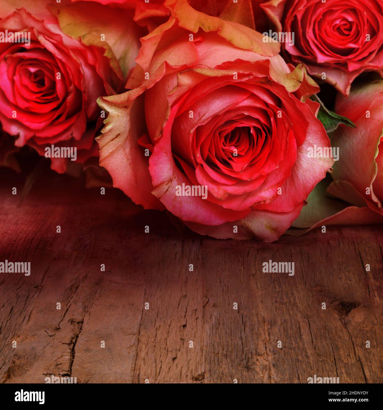 Roses square hi-res stock photography and images - Alamy