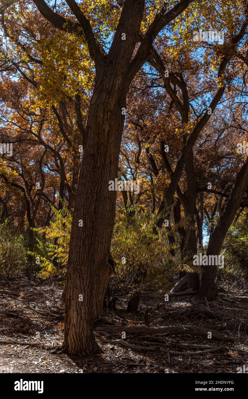 Albuquerque basin hi-res stock photography and images - Alamy