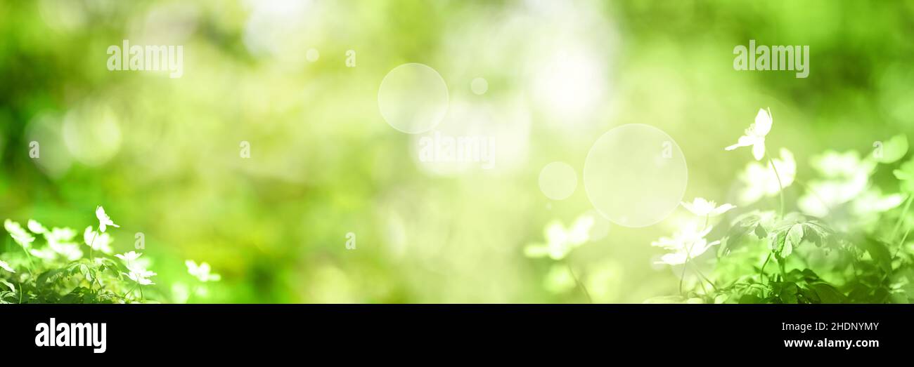 sunbeams, spring, bright, sun beams, sun ray, sun rays, sunbeam, sunray ...