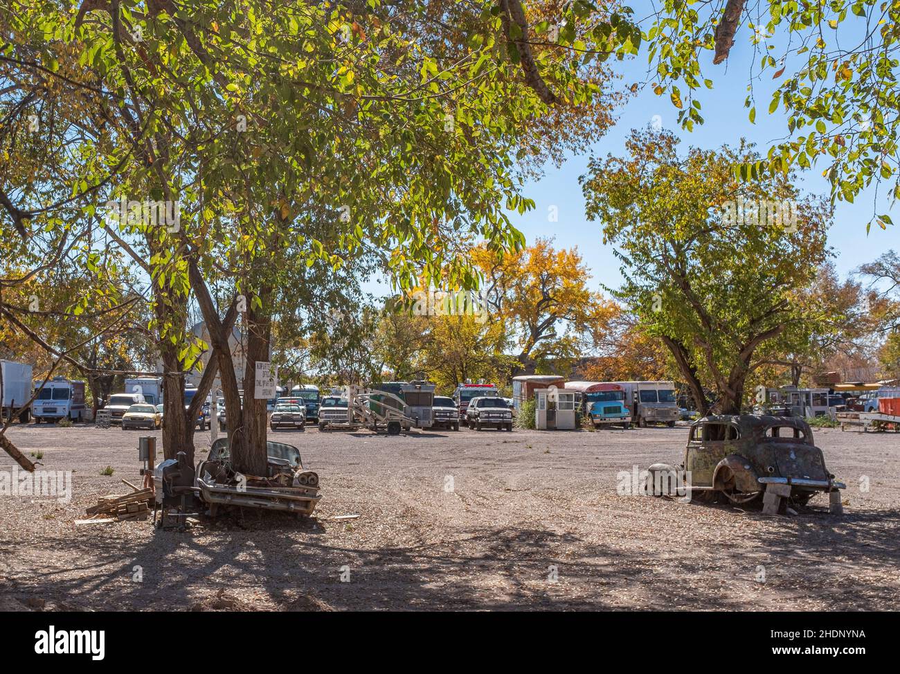 junk cars with trees growing through them Stock Photo - Alamy