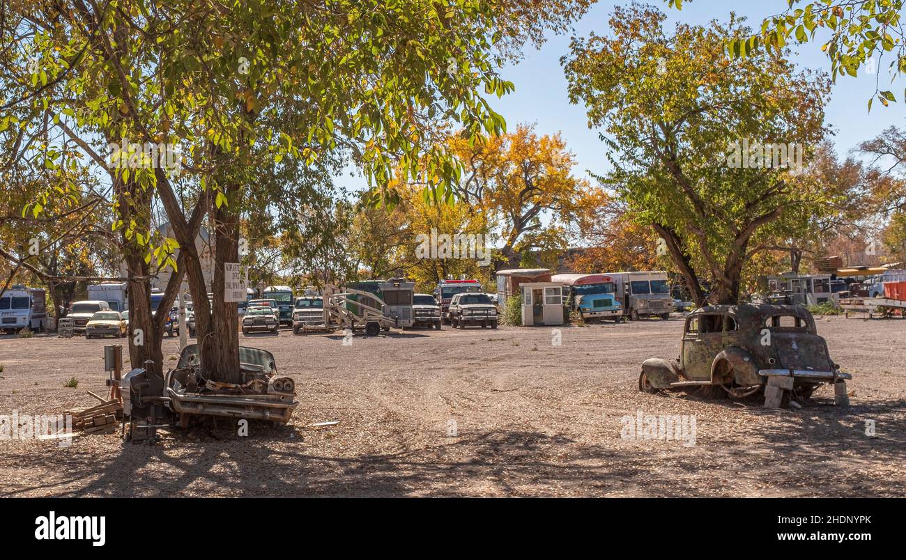 junk cars with trees growing through them Stock Photo - Alamy