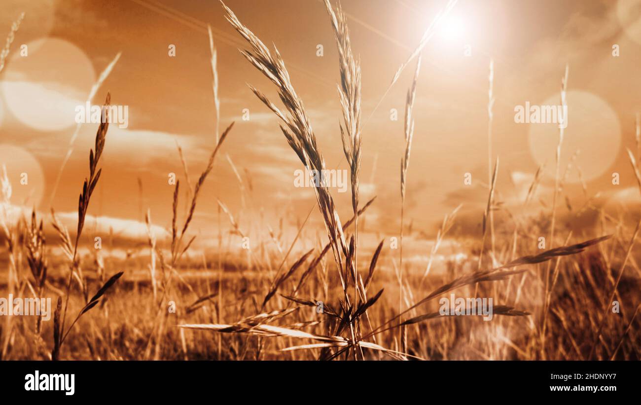 Pictures of grasses hi-res stock photography and images - Alamy