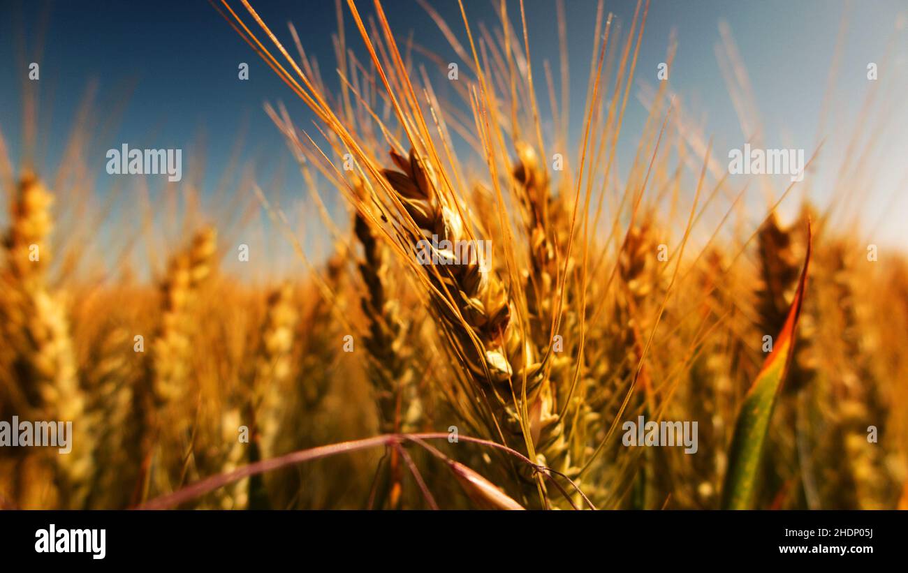 grain, wheat field, grains, wheat fields Stock Photo - Alamy