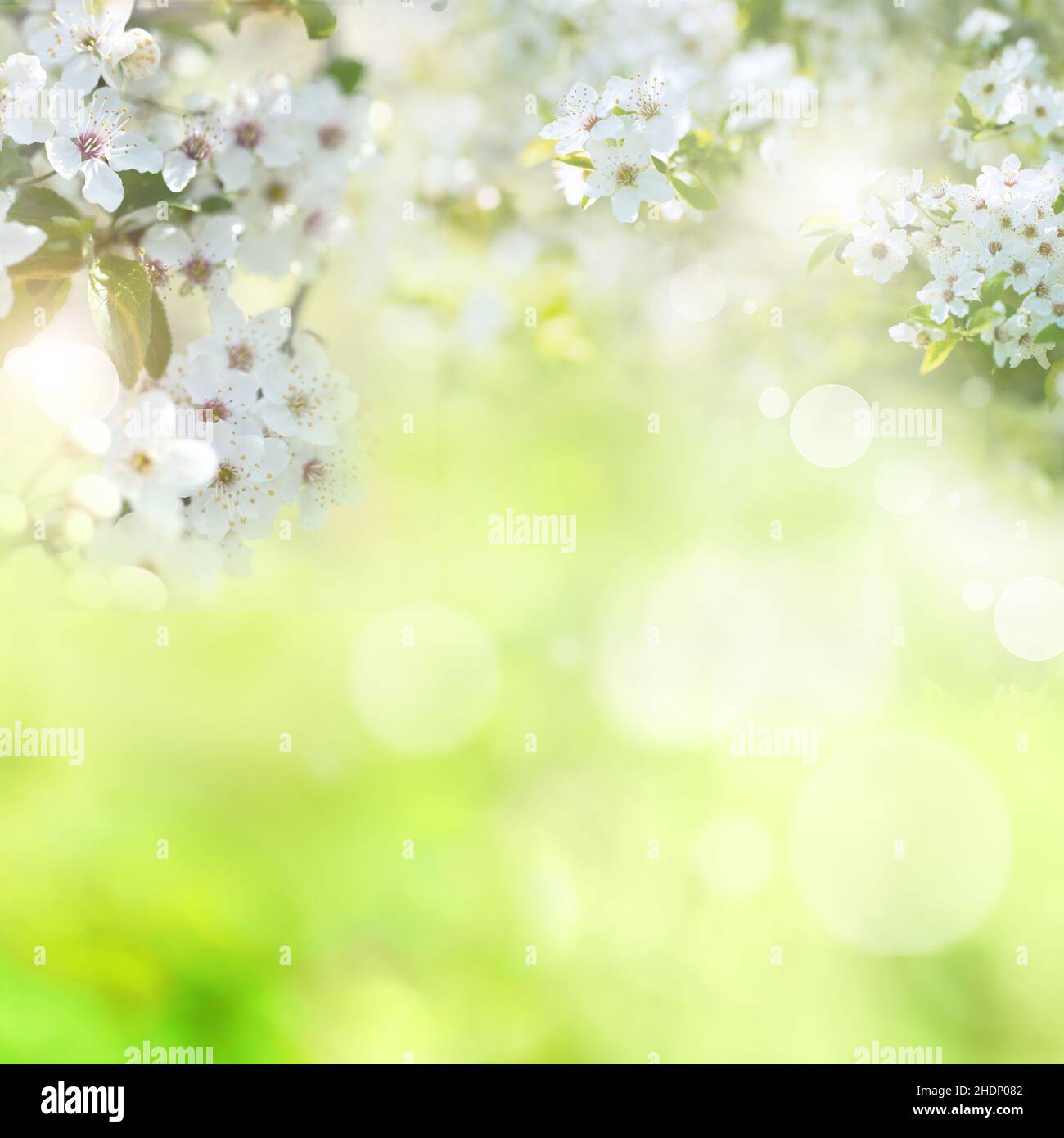 backgrounds, sunny, cherry blossoms, background, sunnies, cherry ...