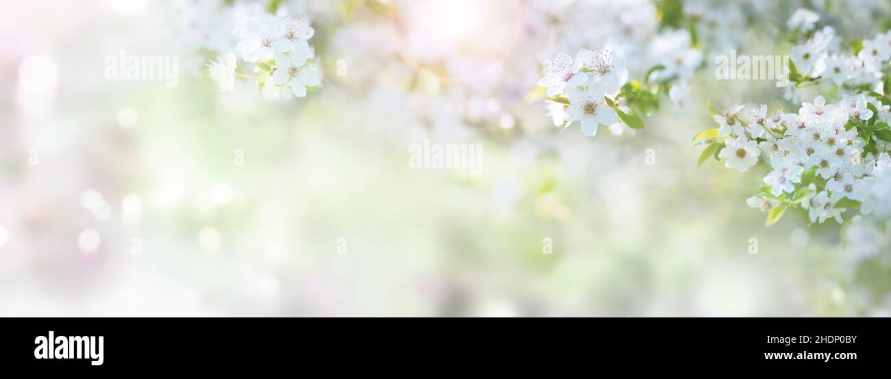 sunlight, spring, cherry blossoms, sun ray, sun rays, sunbeam, sunbeams ...