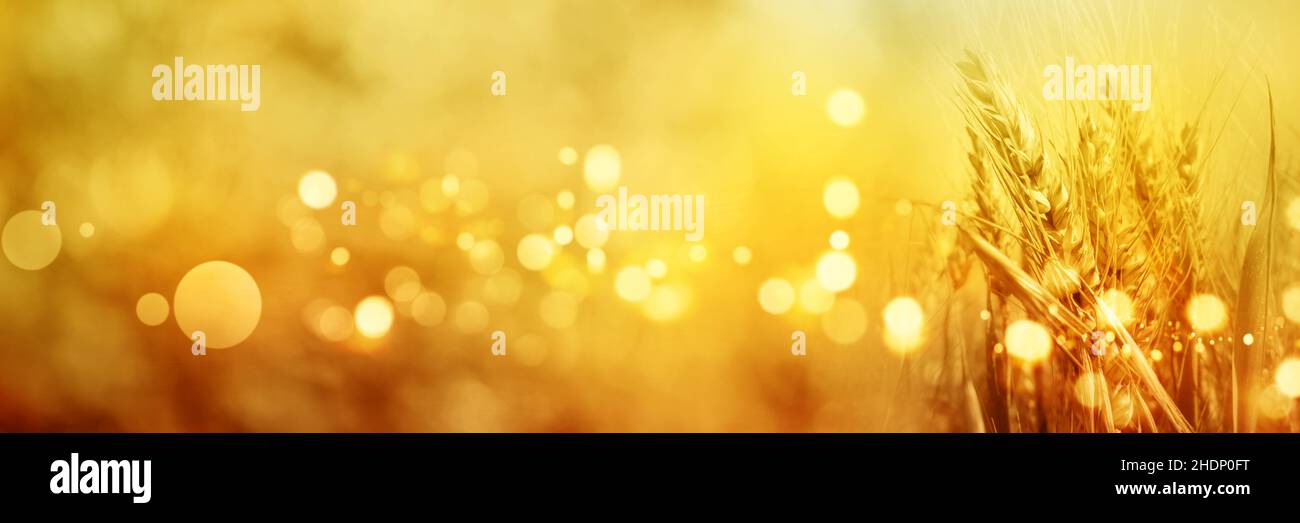 backgrounds, golden, grain, background, goldens, grains Stock Photo - Alamy