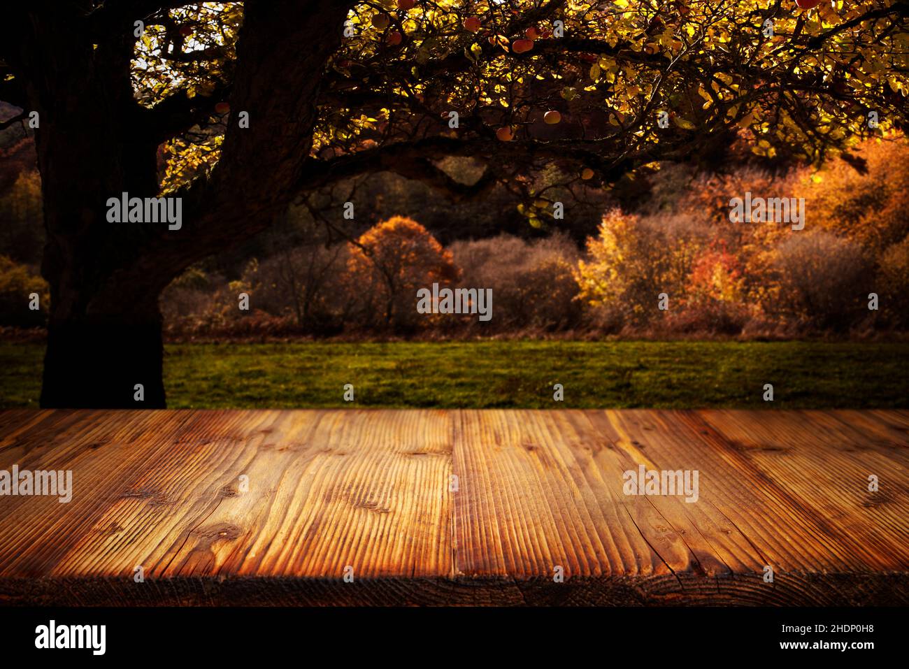 autumn, wooden table, apple tree, fall, wooden tables, apple trees ...