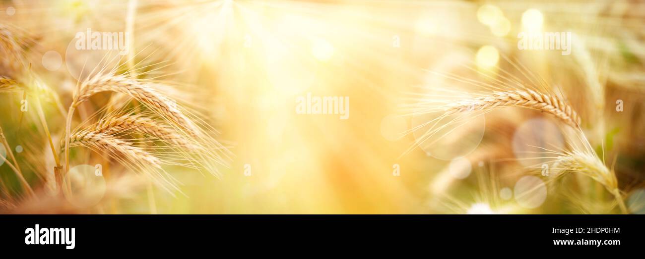 sunlight, grain, sun ray, sun rays, sunbeam, sunbeams, sunlights ...