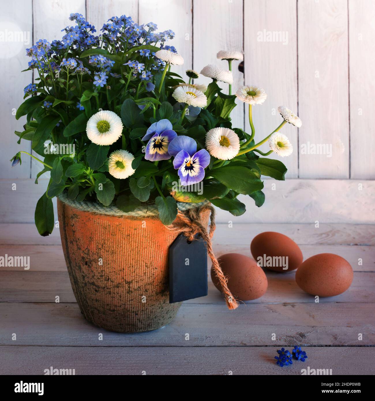 Potted eggs hi-res stock photography and images - Alamy